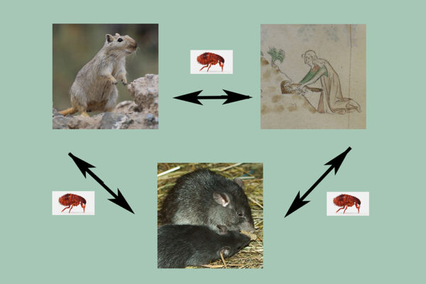 Medieval Histories – Nature, history, heritage from the Middle Ages
