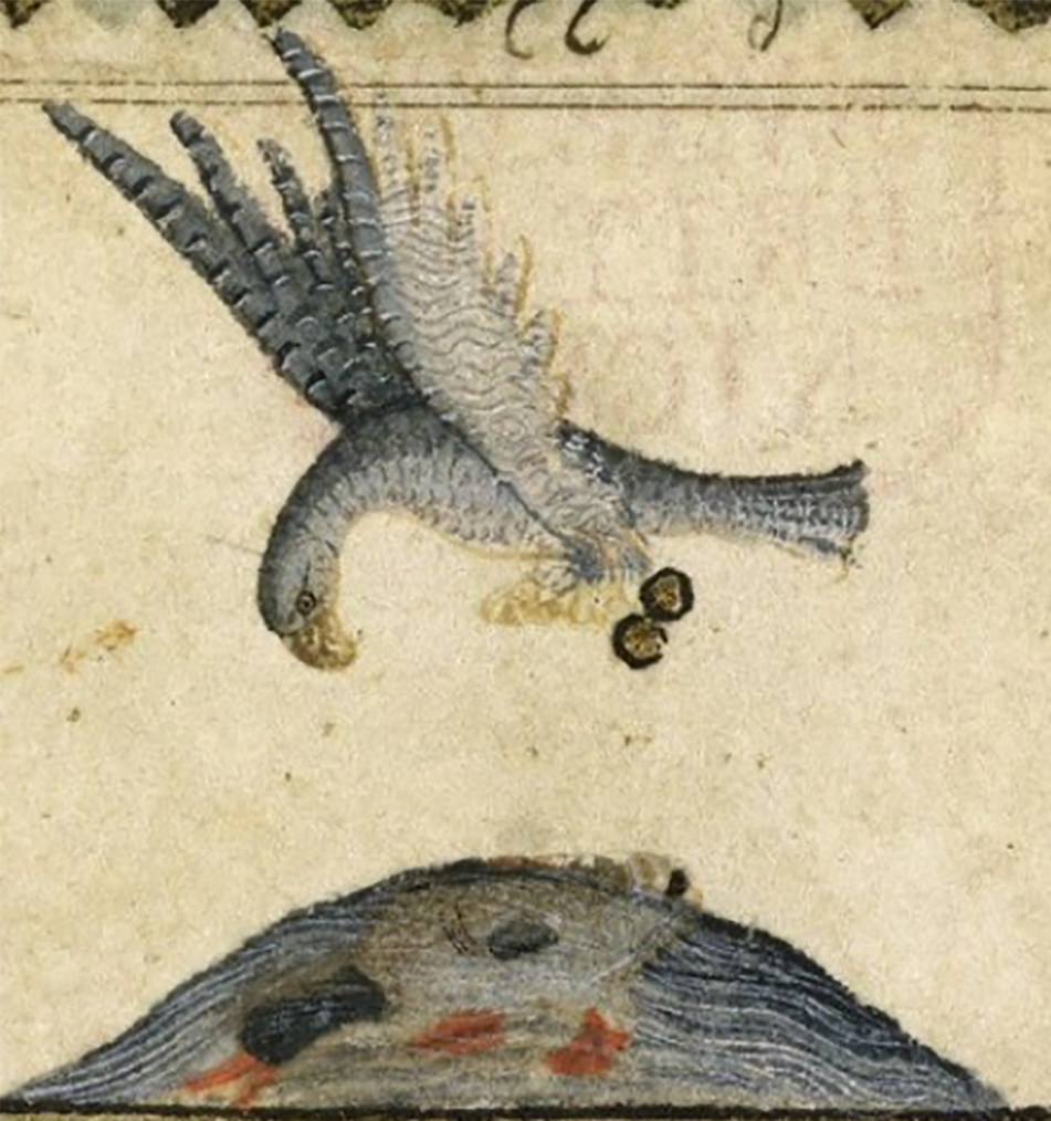 Medieval Birds of Prey Thrived on Human Waste — Medieval Histories