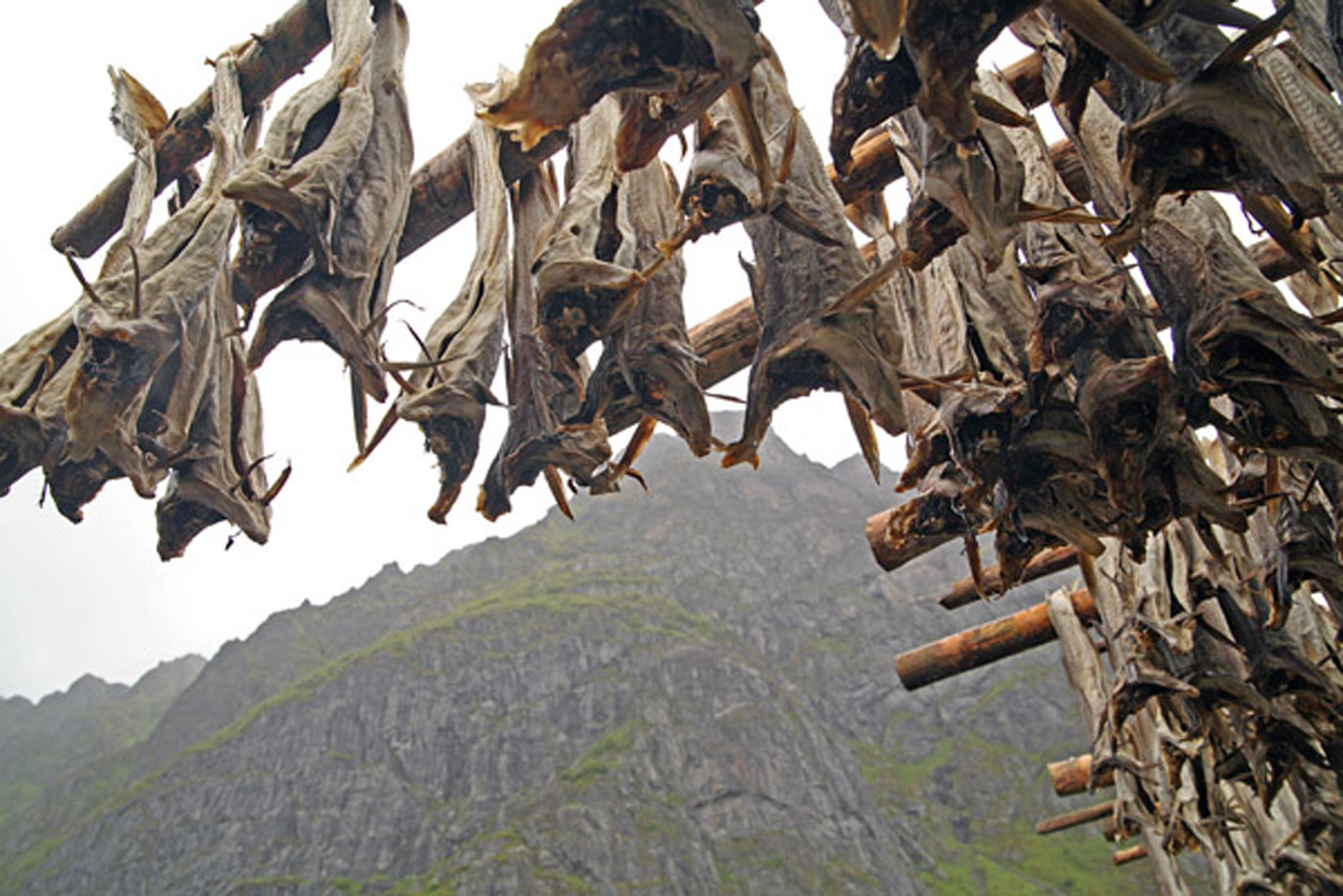 Cod for the City of London - Medieval Histories