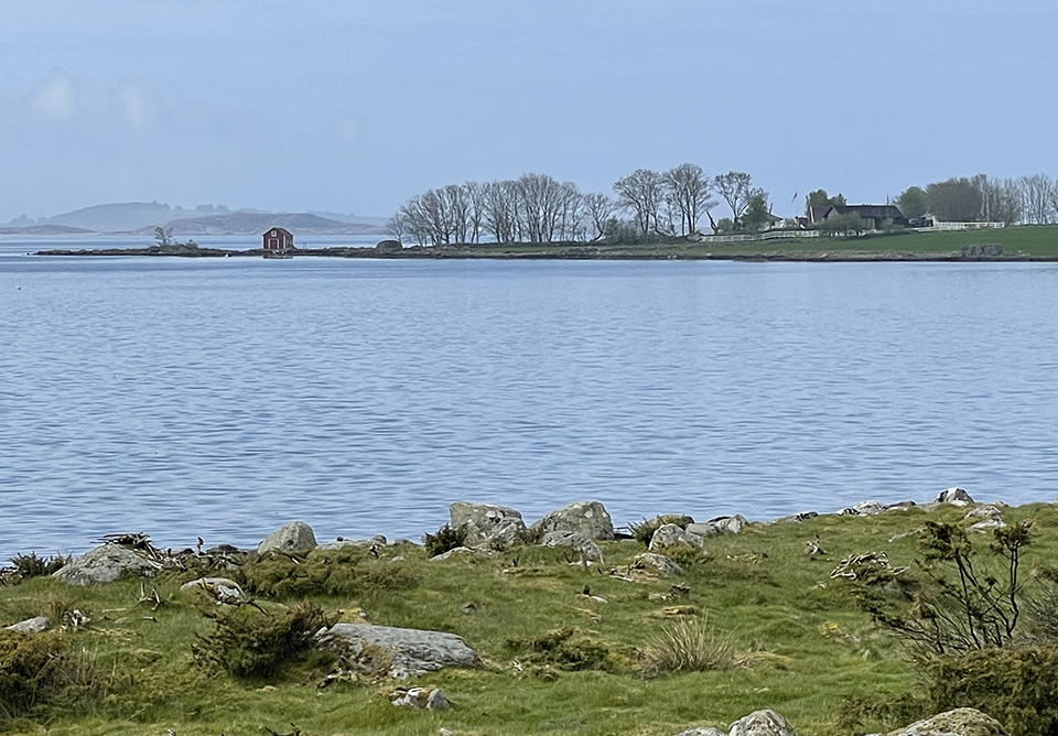 How to Catch a Medieval Whale? — Medieval Histories