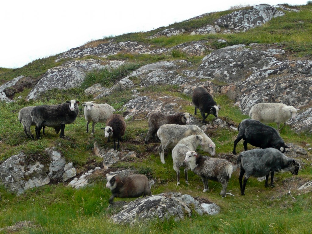 Viking Sails and How to Make Them – Medieval Histories