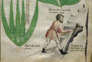 Medieval Herbal from the 15th Century — Medieval Histories