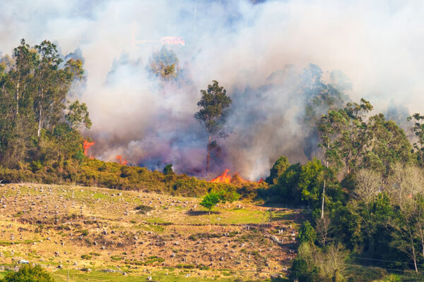 Medieval Histories – Nature, history, heritage from the Middle Ages