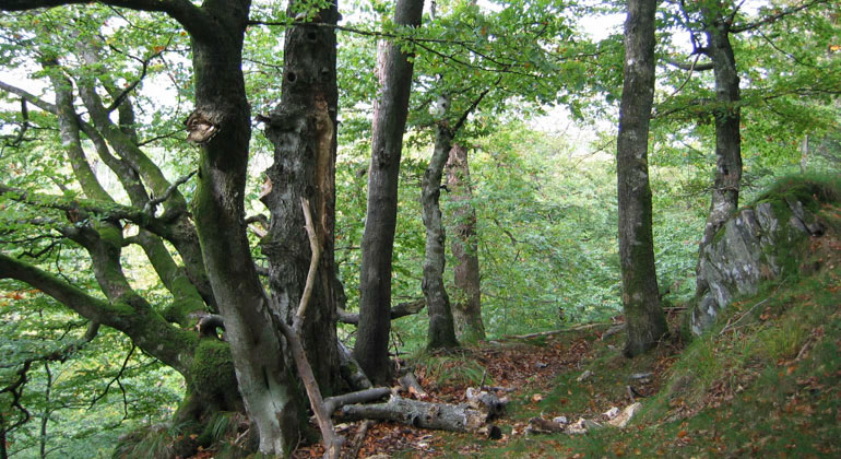 The History of Forests in Southwestern Sweden — Medieval Histories