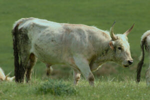 Wild Cattle in Britain - Descendants of Viking Cattle? — Medieval Histories