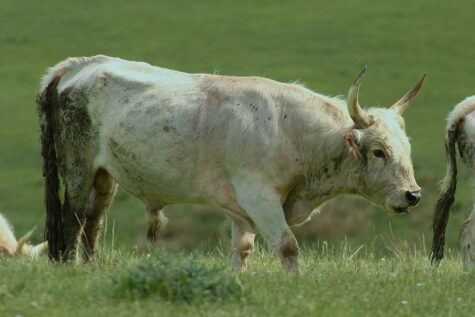 Wild Cattle in Britain - Descendants of Viking Cattle? — Medieval Histories