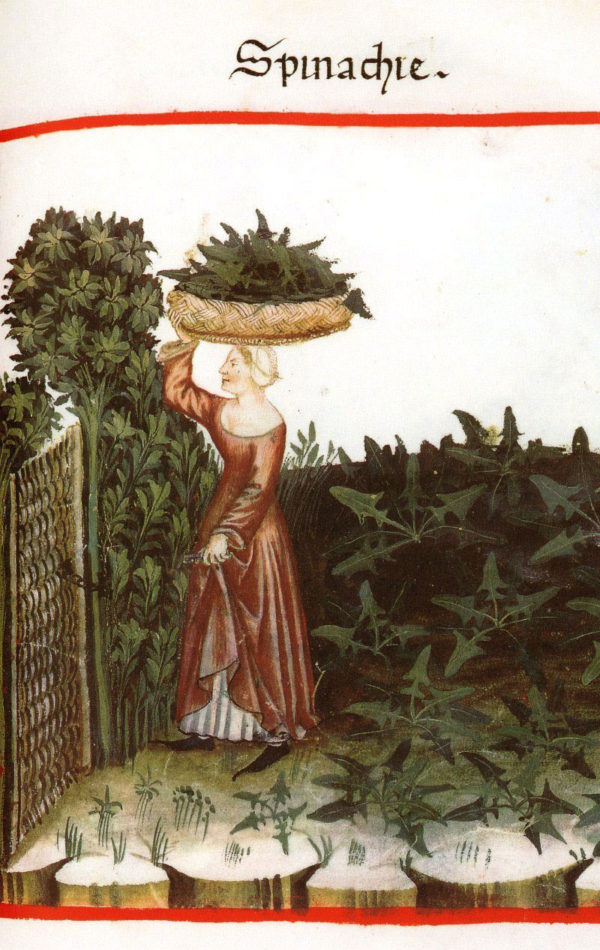 Medieval Spinach - Medieval Histories