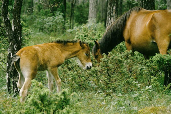 Animals and Animated Objects in the Early Middle Ages — Medieval Histories