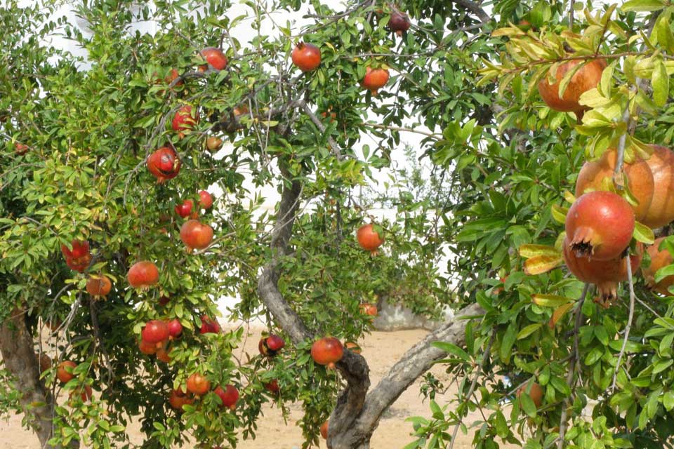 Medieval Histories – Nature, history, heritage from the Middle Ages