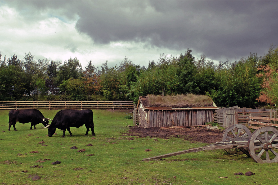 Calves and Vellum at Bede's World - Medieval Historie